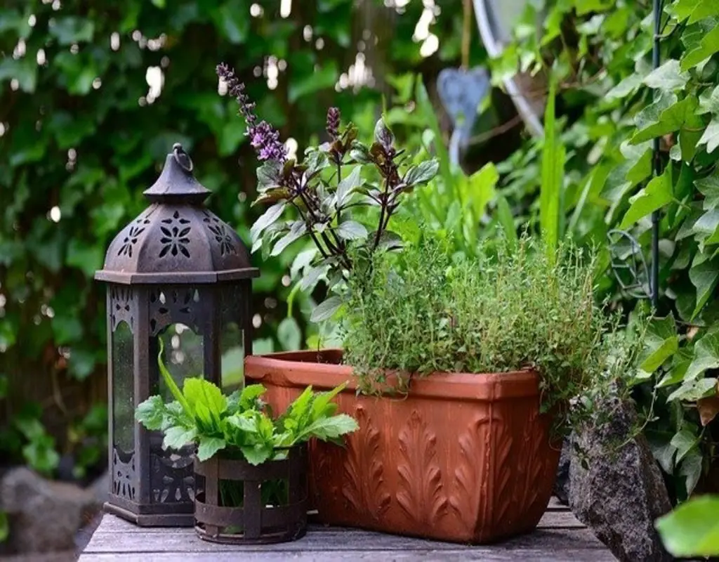 What to Plant in a Small Herb Garden: Top Picks for Success!