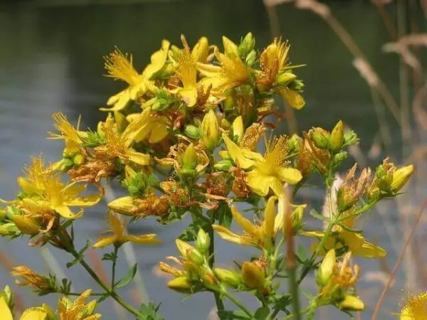 How To Grow St. John's Wort From Seed (Growers Guide)