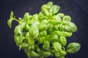11 Best Herbs That Grow in Full Sun