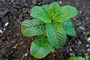 How to Grow Mint From Cuttings: A Step-by-Step Guide