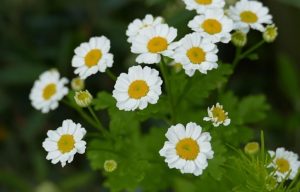 How To Grow Feverfew From Seed? Simple Method!