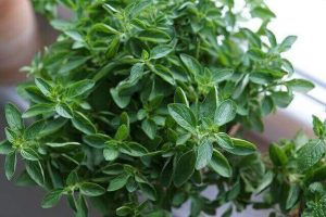 18 Herbs That Are Deer Resistant (with Photos & Details)