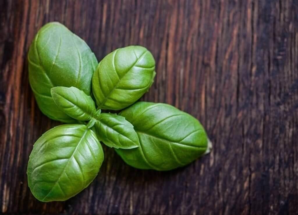 50 Fun Facts About Basil (A Comprehensive Guide )