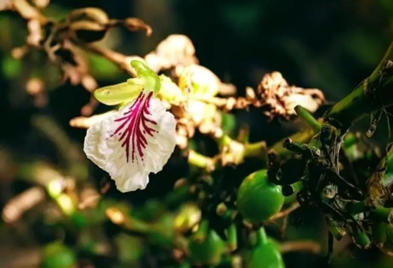 How To Grow Cardamom At Home? (Step-By-Step Guide)