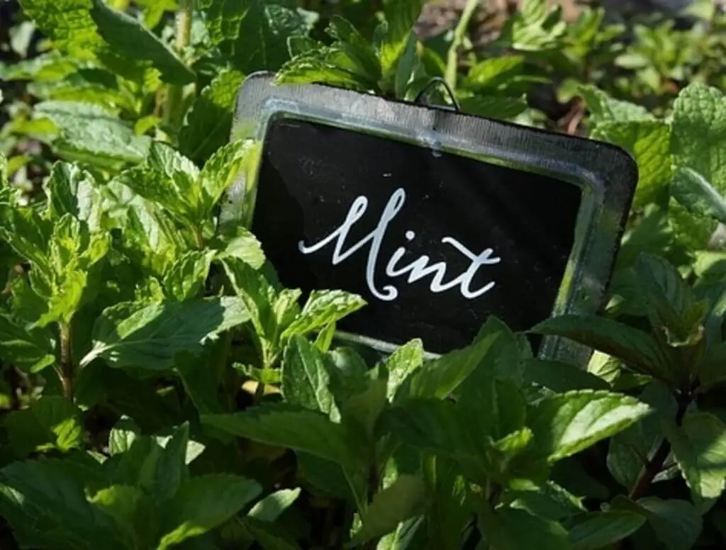 11 Herbs And Spices That Start With M (You Need Now!)