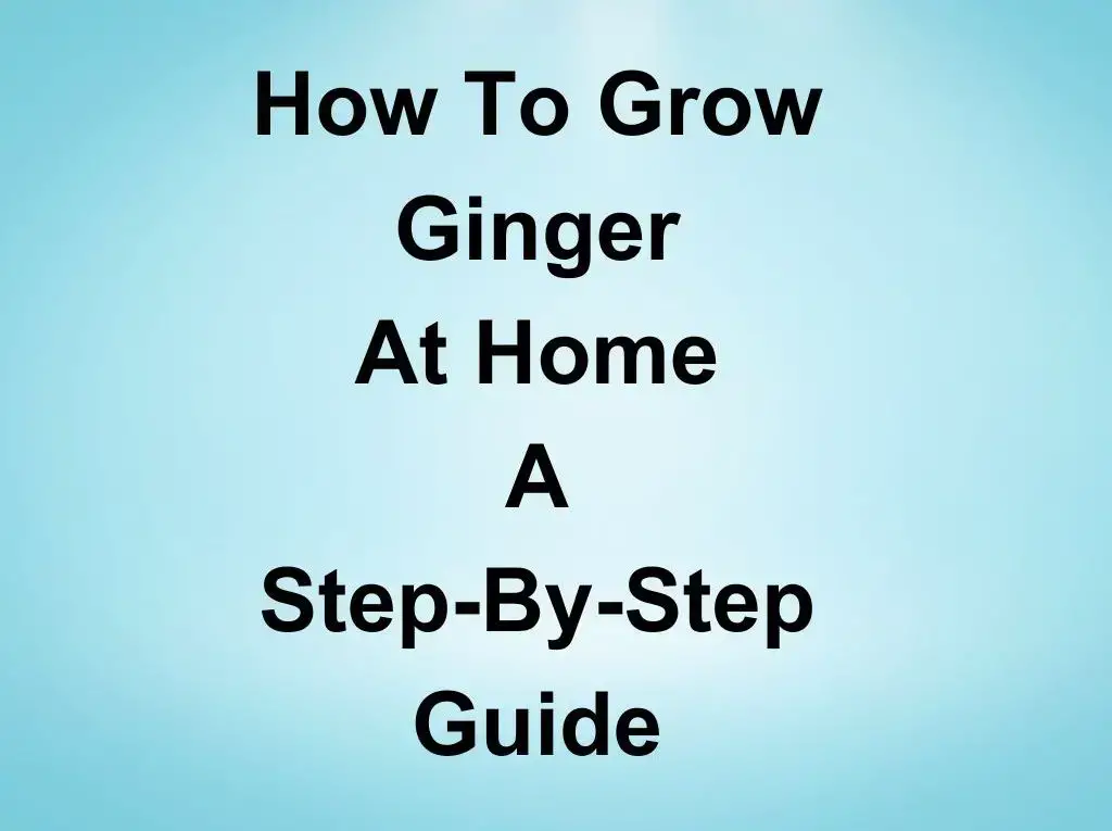 How to Grow Ginger at Home: A Step-By-Step Guide!