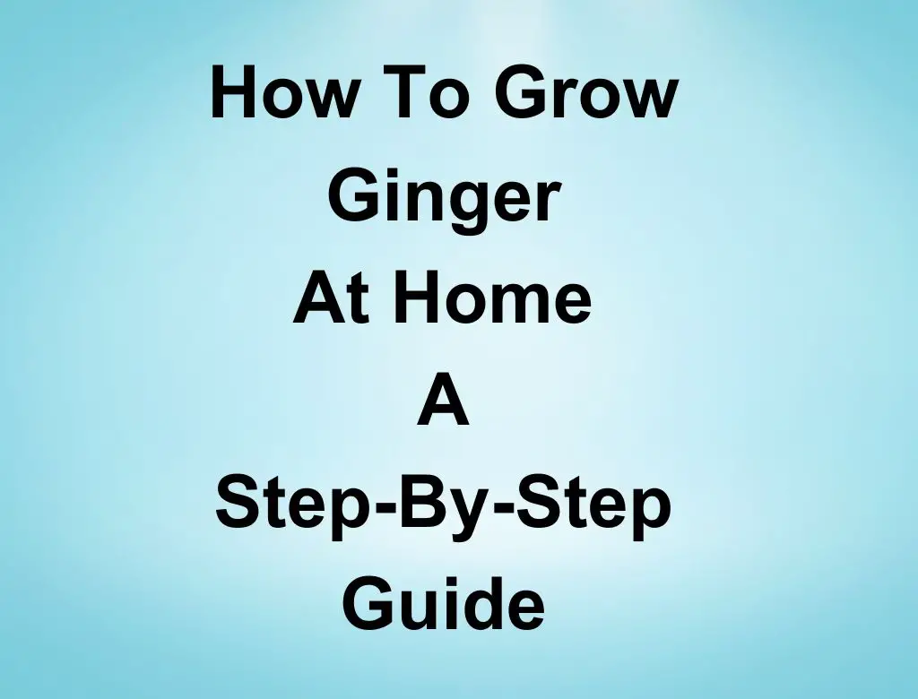 How to Grow Ginger at Home: A Step-By-Step Guide!