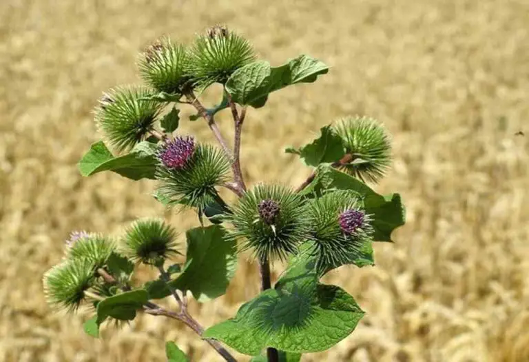How to Grow Burdock from Seed: A Step-By-Step Guide!